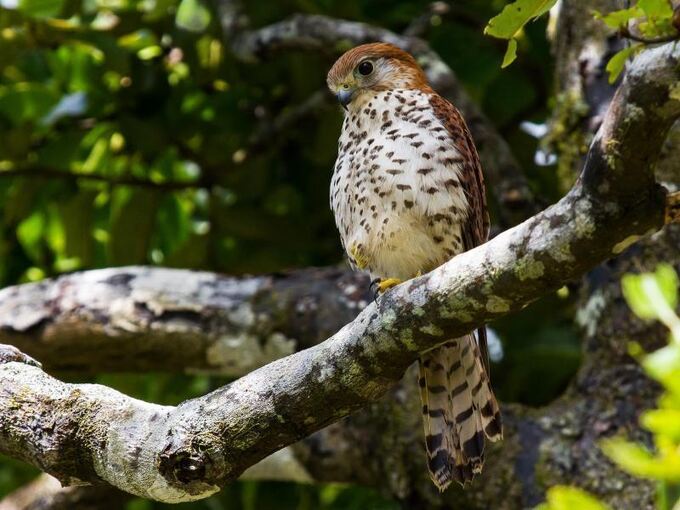 Erfolge im Artenschutz: Comeback des Mauritiusfalken