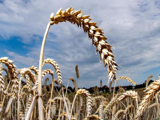 Brot für die Welt - Erbgut des Weizens entschlüsselt