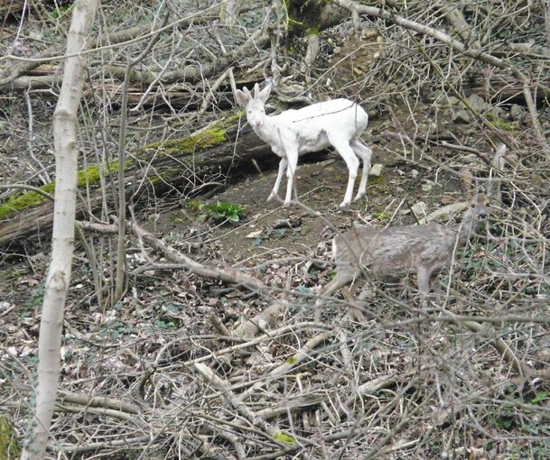 Auto fährt weißes Rehkitz tot