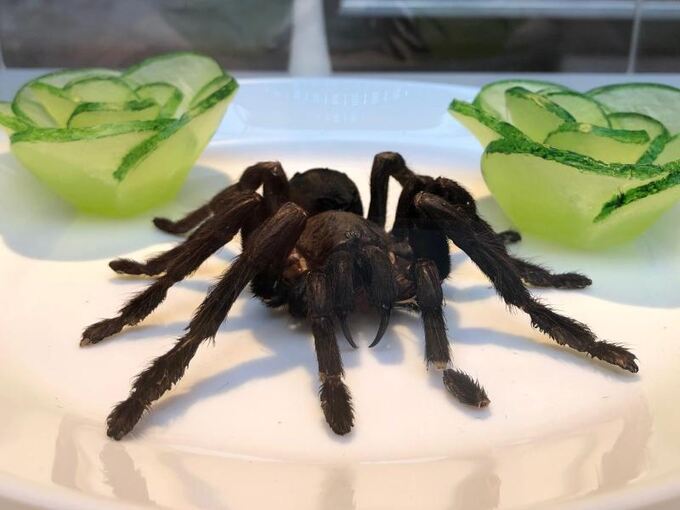 Ekel-Museum mit Gammel-Hai und Maden-Käse