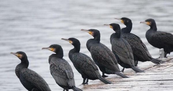 Trotz Abschüssen mehr Kormorane am Bodensee