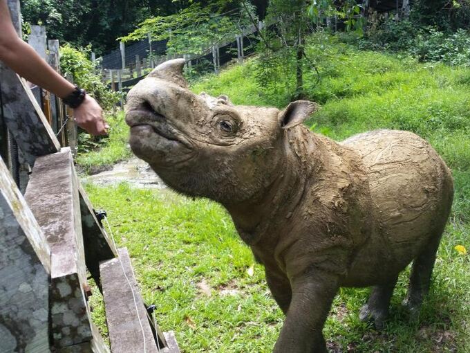 Malaysia trauert um letztes männliches Sumatra-Nashorn