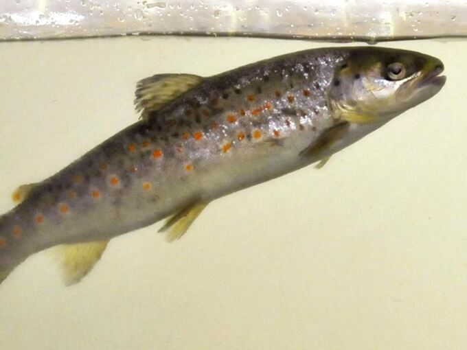 Diebe stehlen 400 Bachforellen