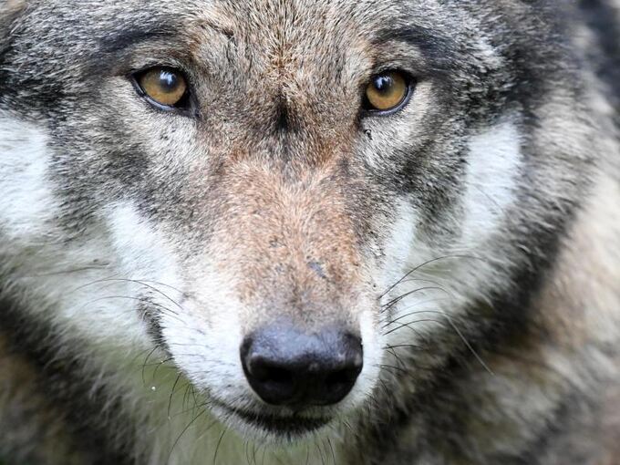 Wolf bei Sinsheim gesichtet