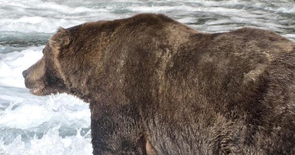 Braunbär 747 gewinnt «Fat Bear»-Wahl in Alaska