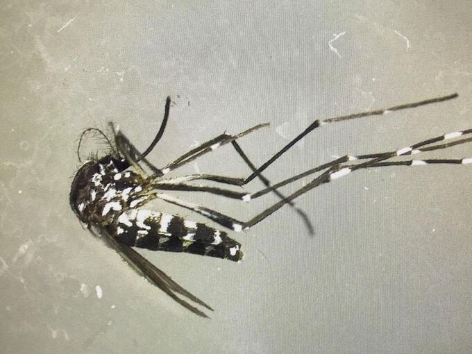 Gefährliche Tigermücke breitet sich im Südwesten aus