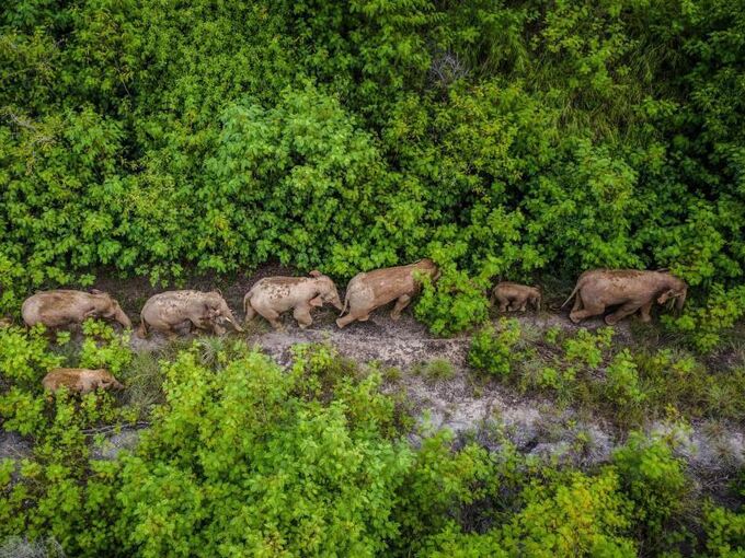 Wandernde Elefanten erreichen «angemessenes Habitat»