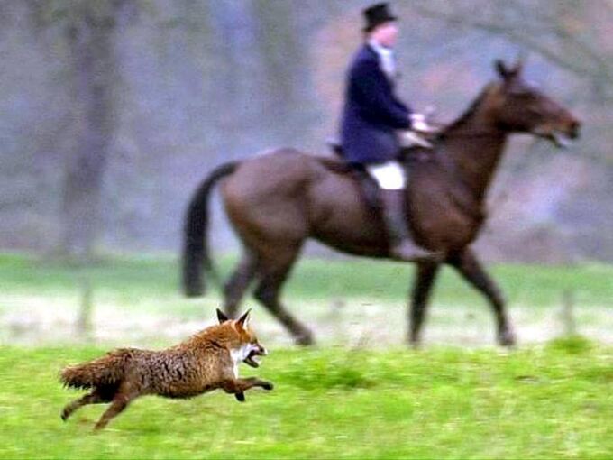 England vor Fuchsjagd-Saison: «Blutsport» oder Vergnügen?