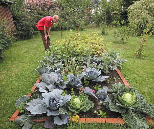 Gartentipp: So gelingt der Kohlanbau im Garten