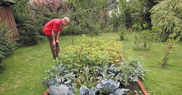 Gartentipp: So gelingt der Kohlanbau im Garten