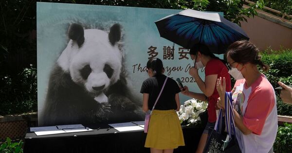 Hongkonger Panda An An im Alter von 35 Jahren gestorben