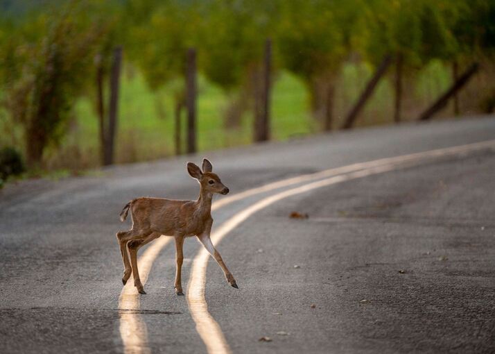 Unbekannter schneidet Zaun auf: Hirsche und Rehe laufen weg