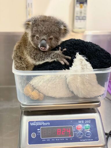 Tierschützer: Immer mehr Koalas Opfer von Verkehrsunfällen