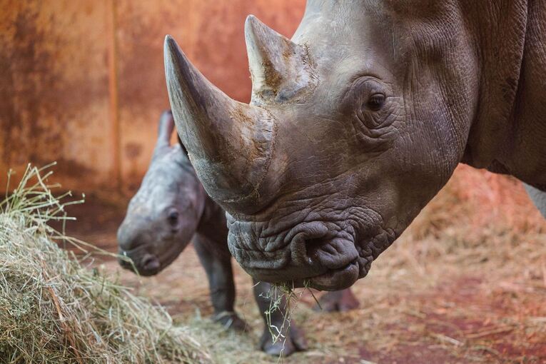 Erstmals Nashorn-Jungtier im Zoo Osnabrück