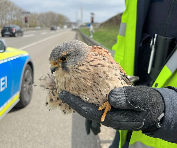 Polizei Ludwigsburg rettet verletzten Falke von der Autobahn