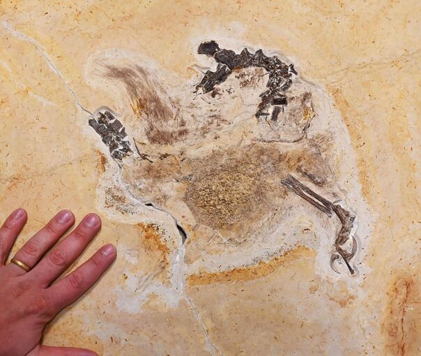 Nach Besitz-Streit: Dino-Fossil zurück in Brasilien