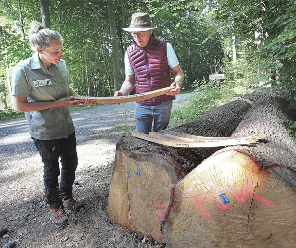 Für besonders edle Weine: Aus Ottmarsheimer Eichen werden Barriquefässer