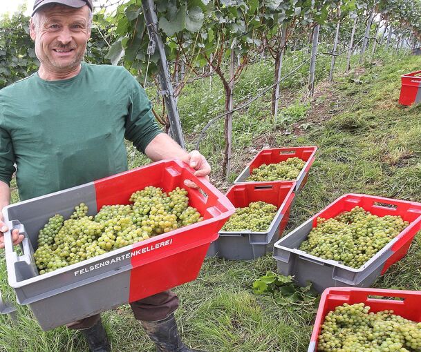 Vor der Lese 2023: So ist die Lage in den Weinbergen im Landkreis ...