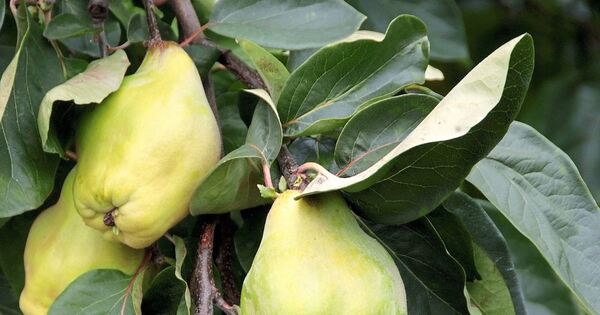 Hart, härter, Quitte: Diese Frucht muss man weich kochen