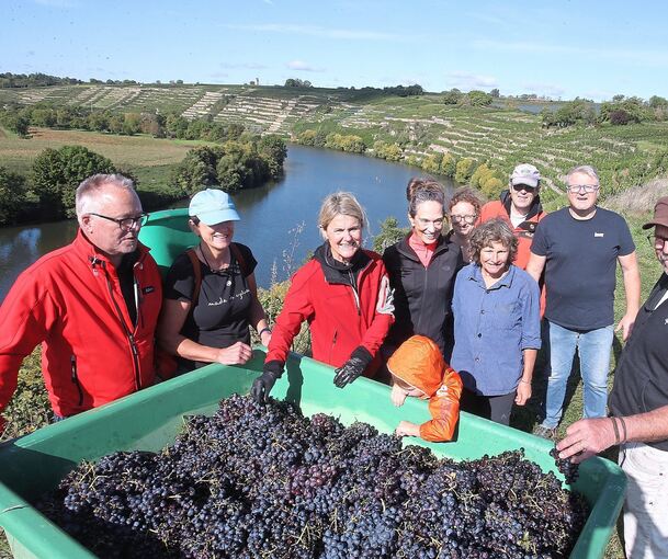 Trollinger-Lese als Höhepunkt des Weinjahres