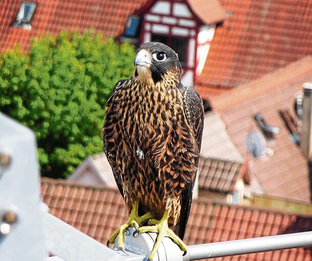Wanderfalke in Besigheim findet keine Frau