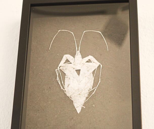 Die helle Welt der Gliederfüßler von Cäcilie Davidis