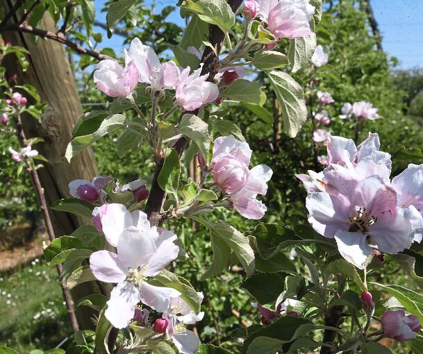 Obstbauern im Kreis Ludwigsburg hoffen jetzt auf milde Nächte