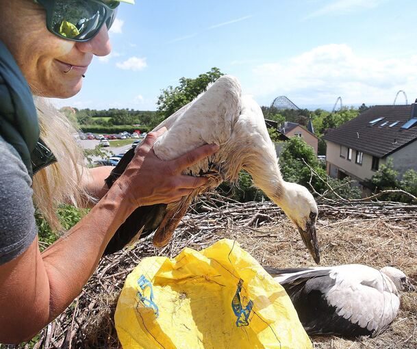 Viele Jungstörche überleben die Kälte im Landkreis Ludwigsburg nicht