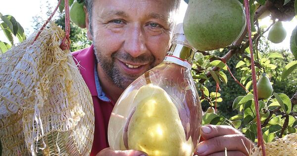 Wie kommt in Bönnigheim die Williams Christ-Birne in die Flasche?
