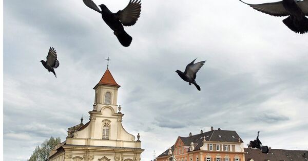 In Ludwigsburg setzt die Taubenhilfe auf Täuschung im Taubennest