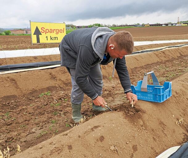 Spargel perfekt zubereiten: Tipps und Tricks vom Hofladen Obergfäll in ...