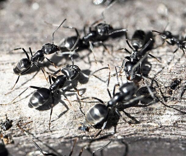 Sexy english bp open this girl is the girl in the images,