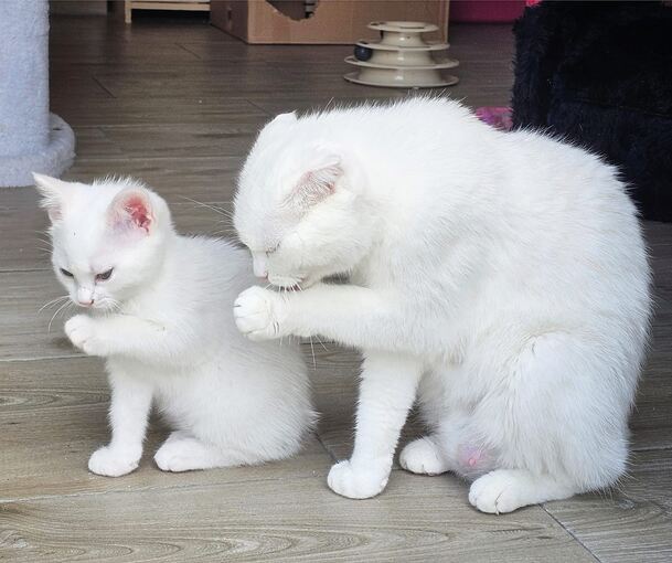 Ludwigsburger Katzenfamilie geht es prächtig – doch schon wieder ...